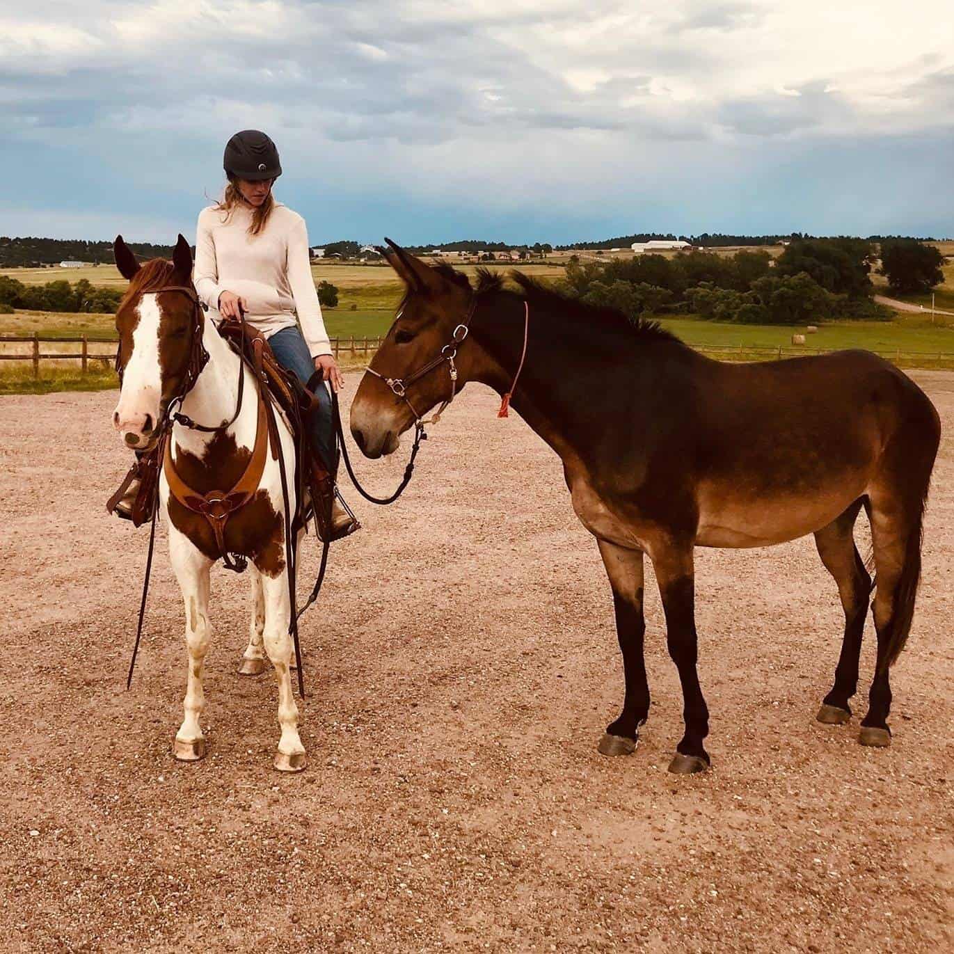 KR Training - Equine Matchmaker - Colorado's Equine Matchmaker